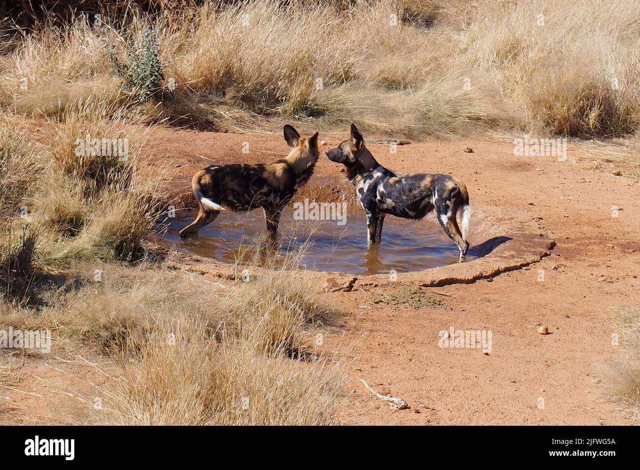A closeup of African wild dogs in a puddle in a savanna Stock Photo - Alamy