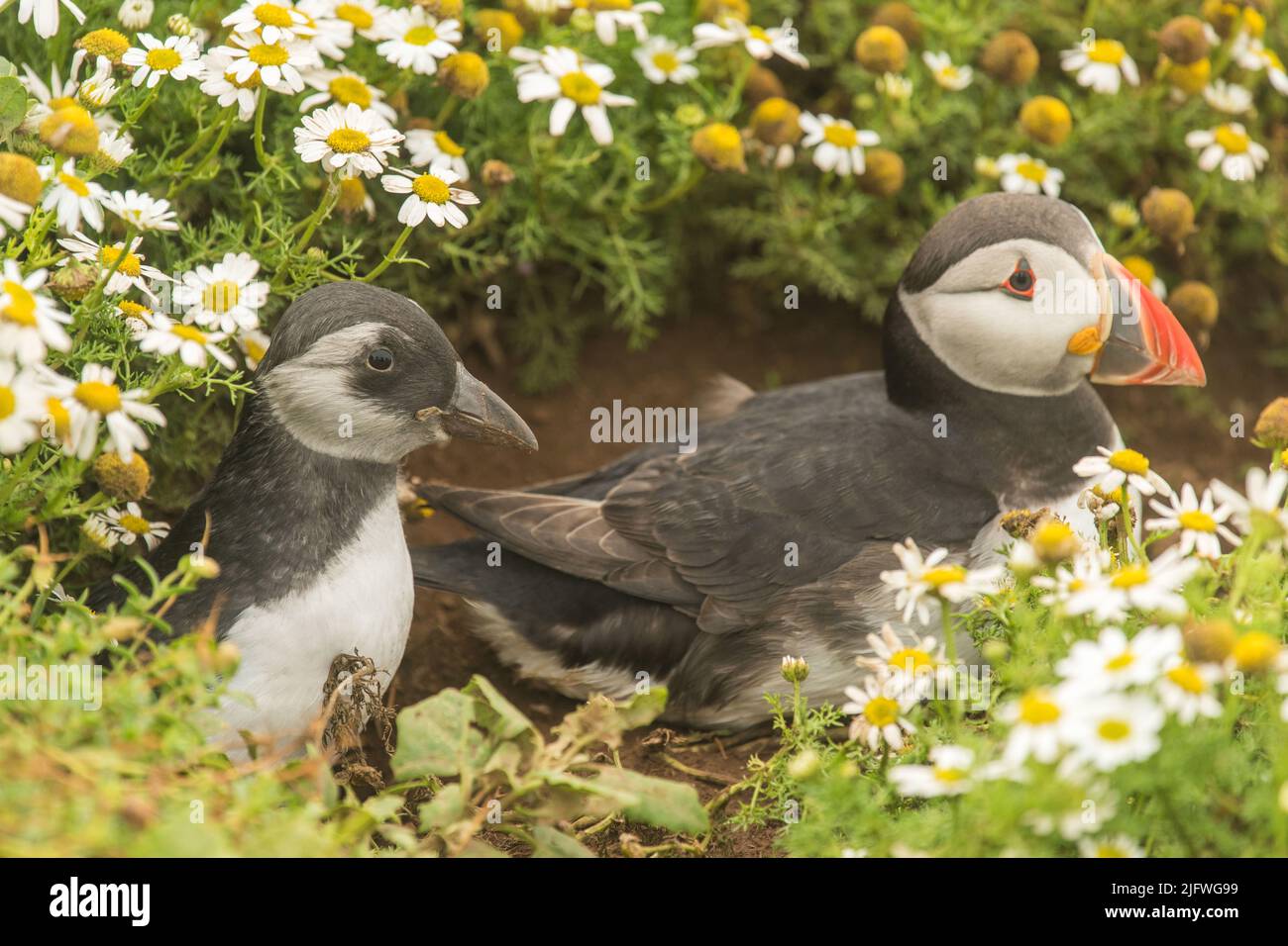 Puffling (Fratercula arctica) and puffin parents outside burrow, Skomer ...