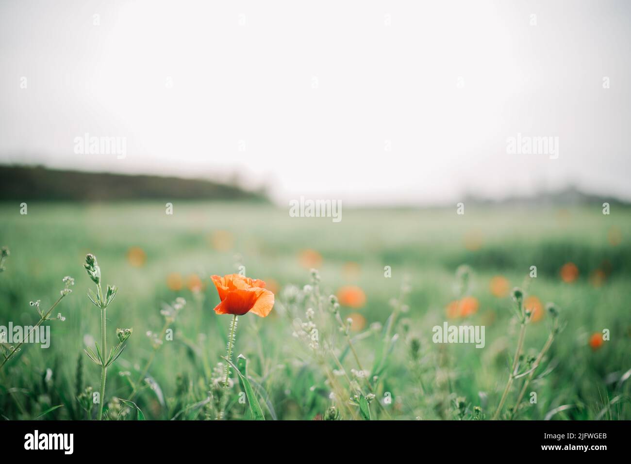 Natural portrait of plants and flowers Stock Photo - Alamy