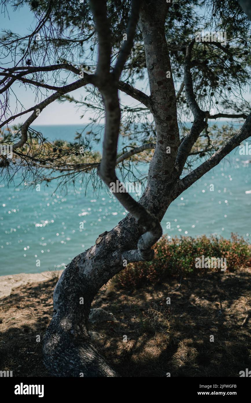 Natural portrait of plants and flowers Stock Photo - Alamy