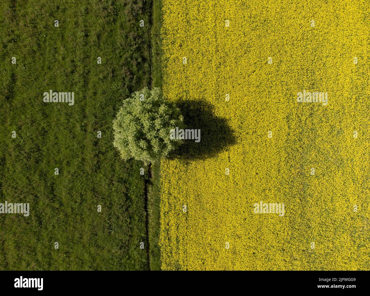 High angle aerial view of Dramatic two color field with a single tree ...