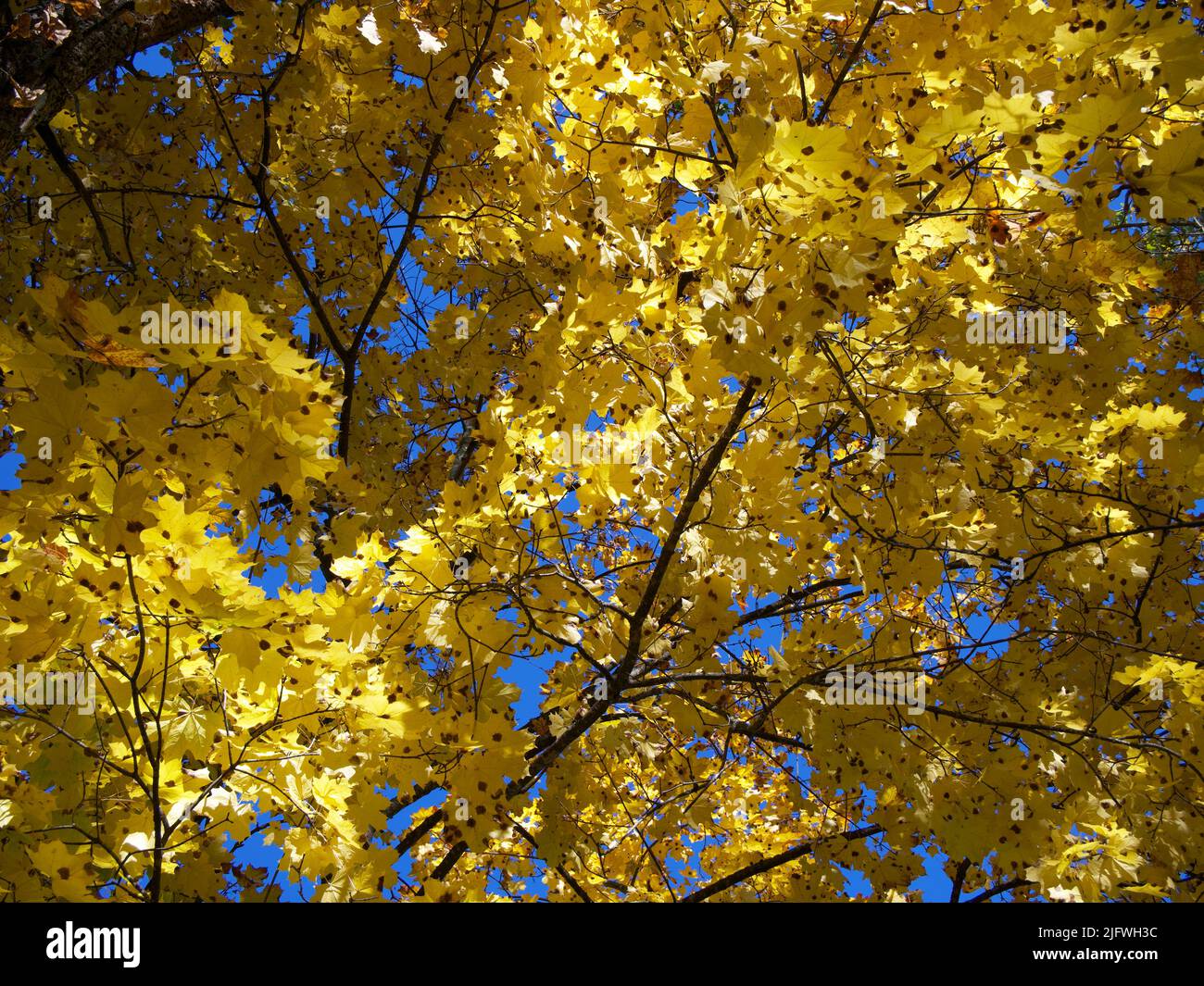 There are many golden maple leaves on the branches of the tree ...