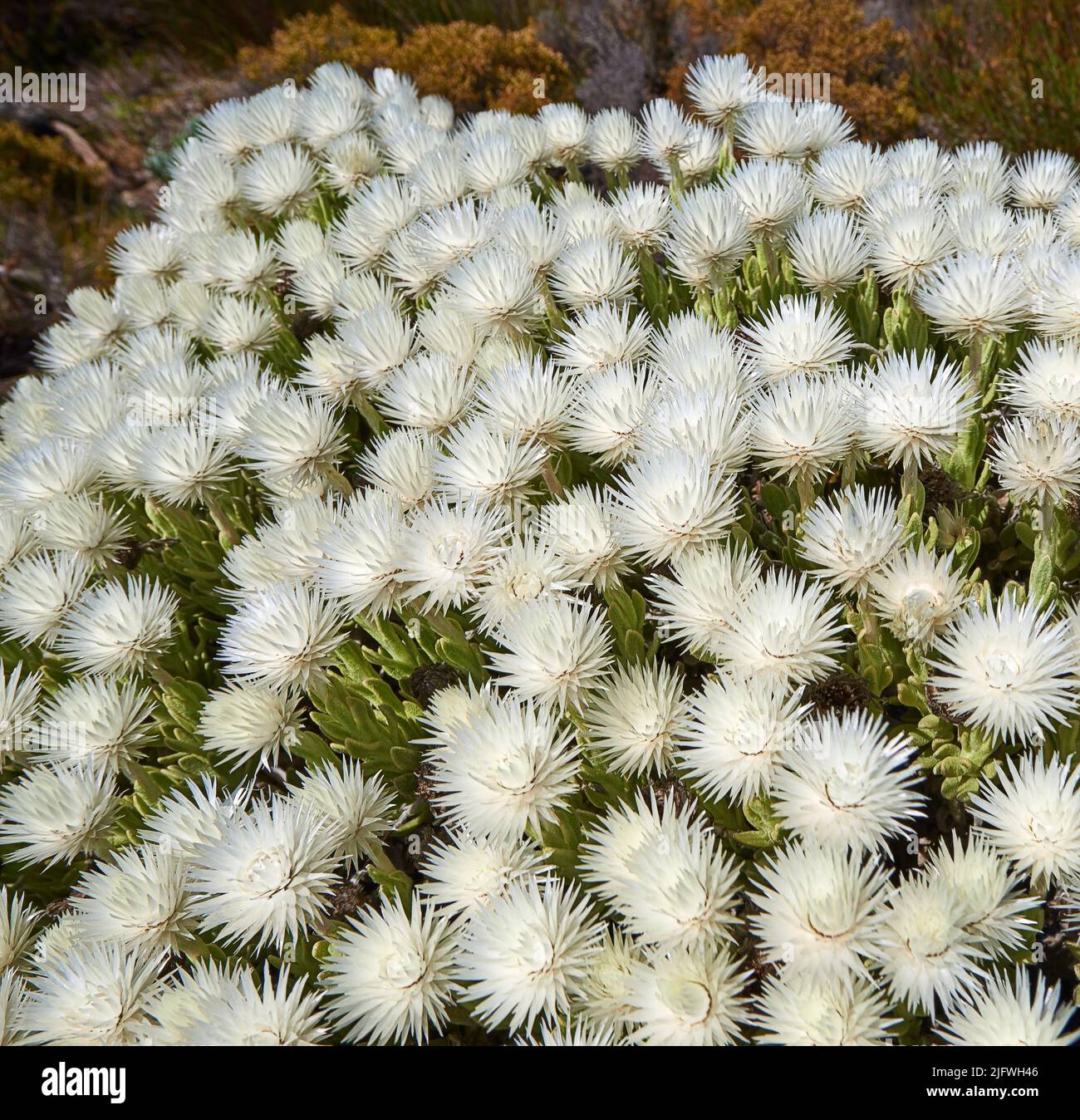 Fynbos in Table Mountain National Park, Cape of Good Hope, South Africa ...