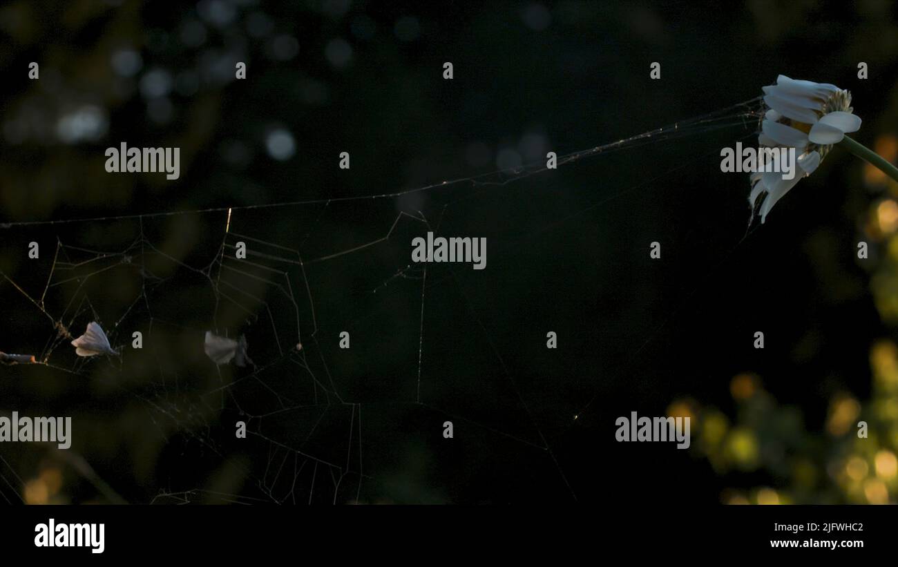 Close-up of insects caught in web. Creative. Insects stuck in spider ...