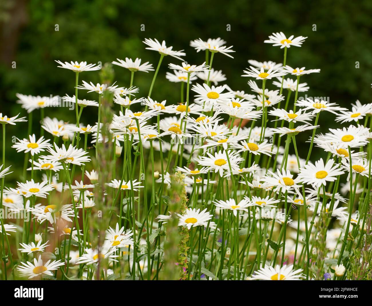 Field of daisies at sunset hi-res stock photography and images - Alamy