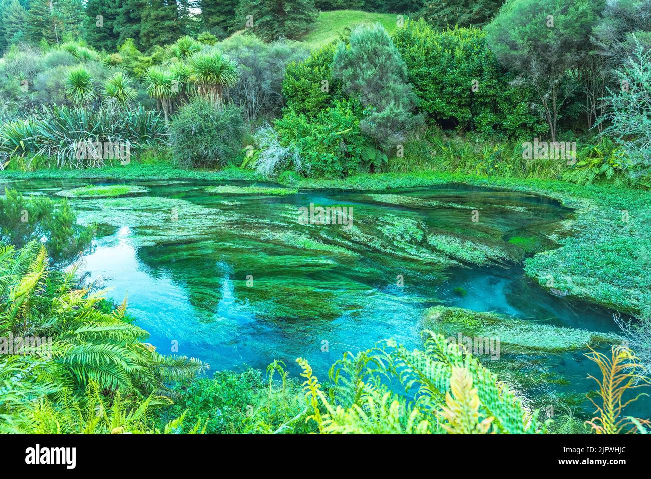 Putaruru hi-res stock photography and images - Alamy