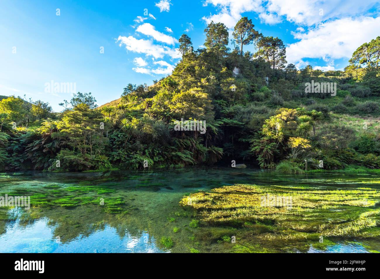 New zealand blue spring putaruru hi-res stock photography and images ...