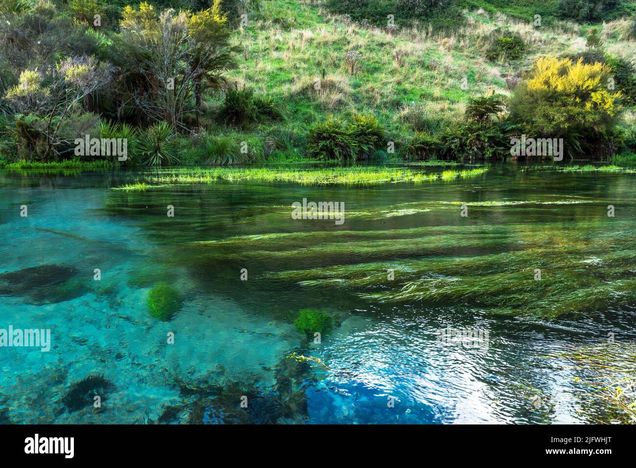 A beautiful landscape of the blue spring Putaruru, North Island, New ...
