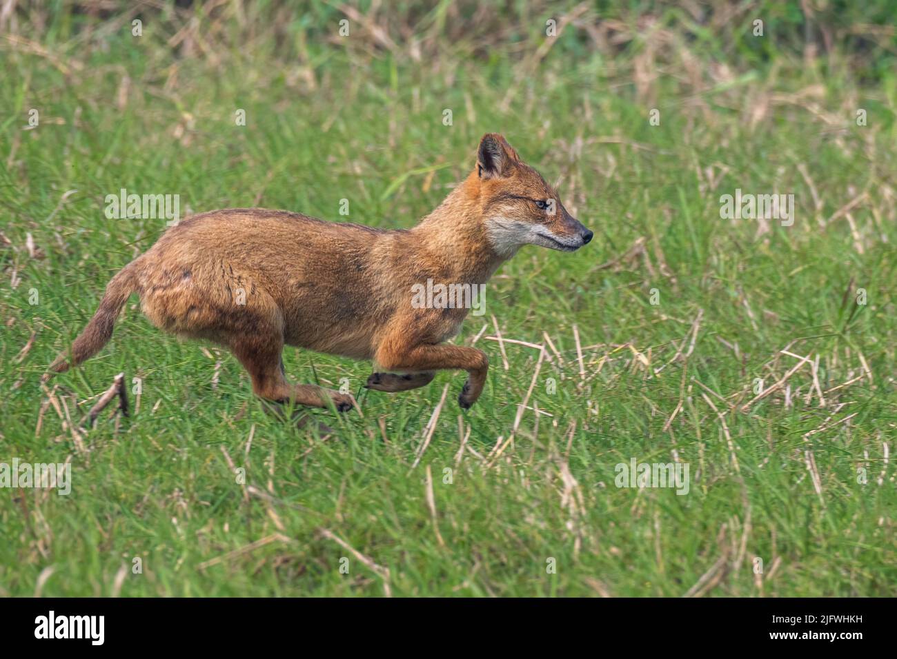 Fox on the run Stock Photo - Alamy