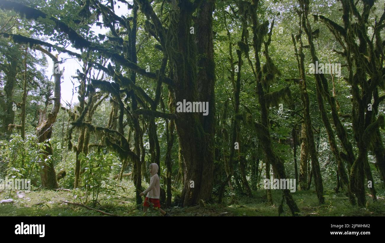 Child walks in green jungle. Creative. Boy is walking in dense green ...