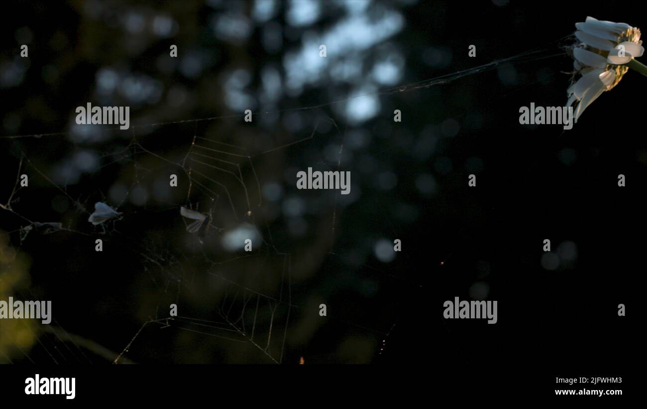 Close-up of insects caught in web. Creative. Insects stuck in spider ...