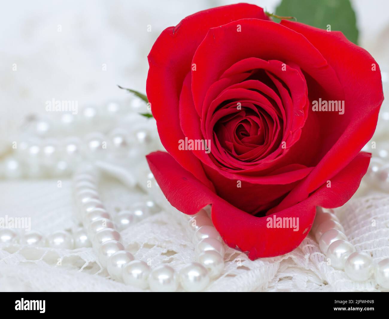 Beautiful Red Roses With Pearls