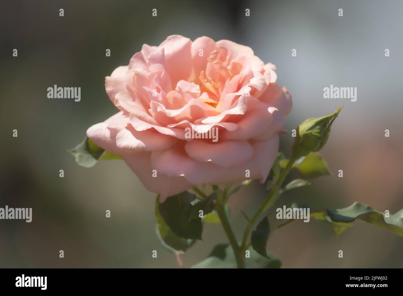 Beautiful blooming pink rose in hi-res stock photography and images - Alamy