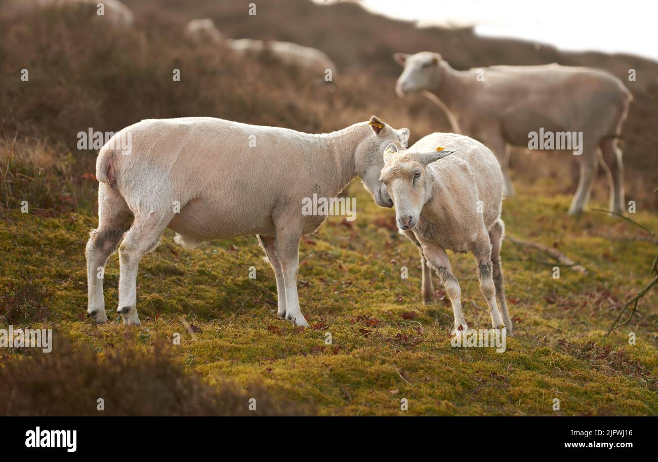 Sheep eating tree hi-res stock photography and images - Alamy