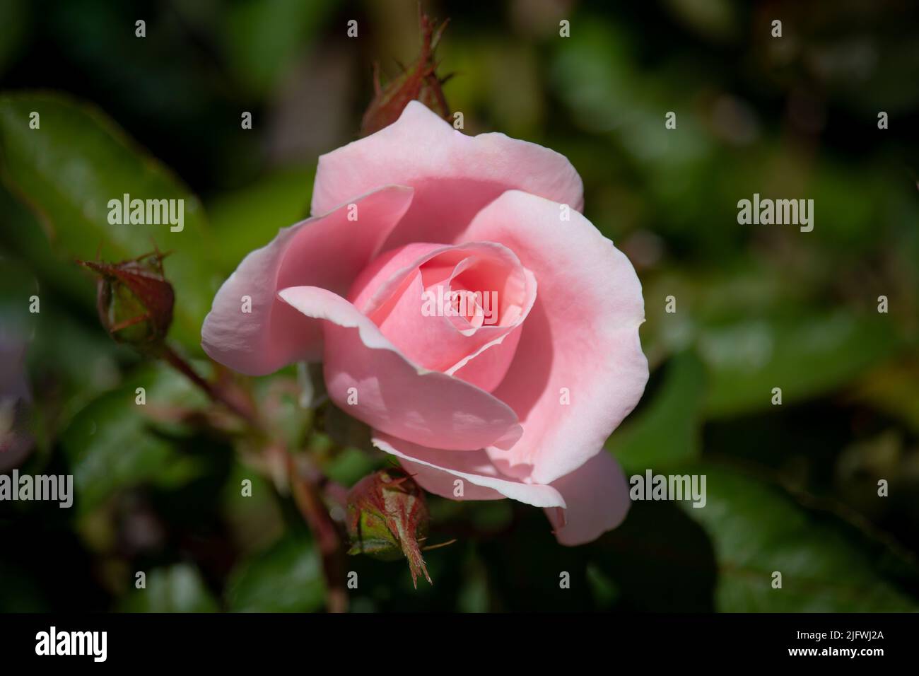 Blooming beautiful pink roses hi-res stock photography and images - Alamy