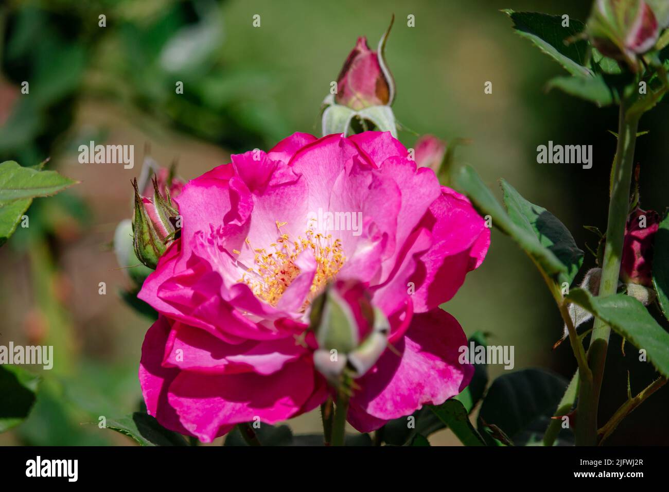 Beautiful blooming roses in spring hi-res stock photography and images ...