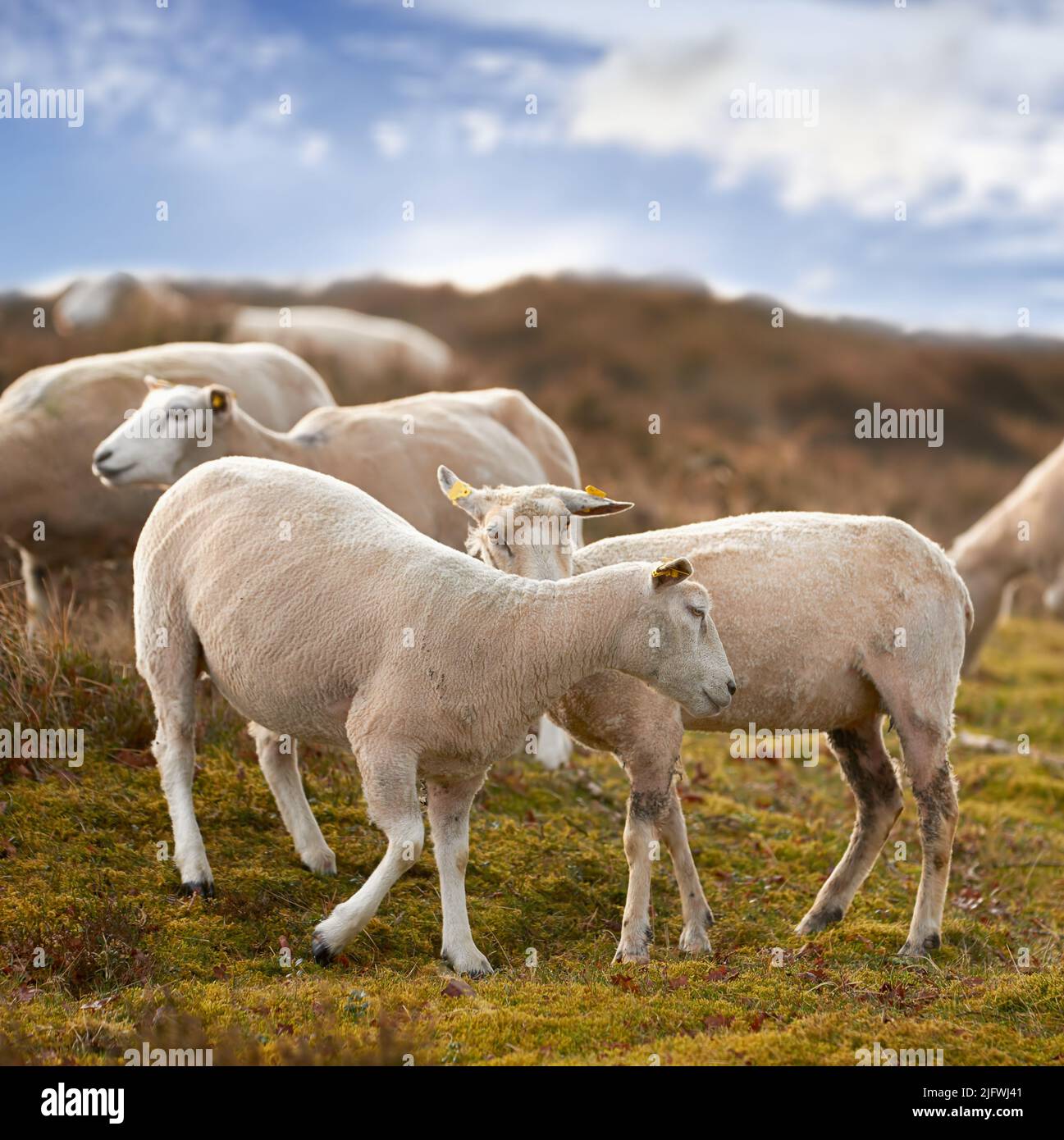 Flock of sheep in a meadow on lush farm land. Shaved sheered wooly sheep eating grass on a field ...
