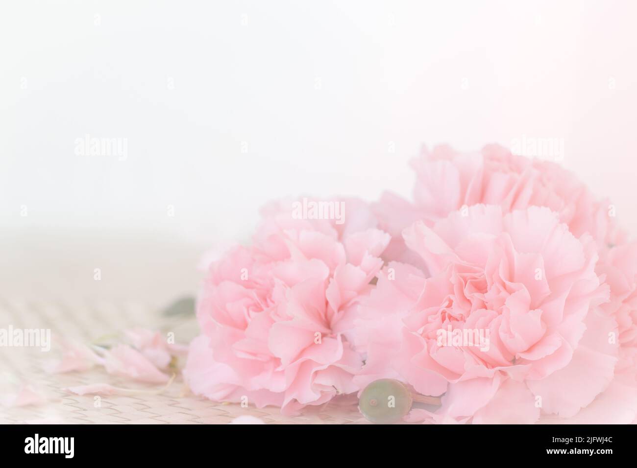 Pink Carnation Flowers Bouquet on light pink background. soft filter ...