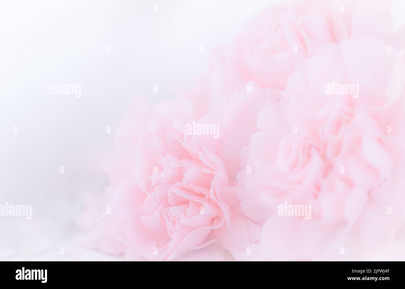 Pink Carnation Flowers Bouquet on light pink background. soft filter ...