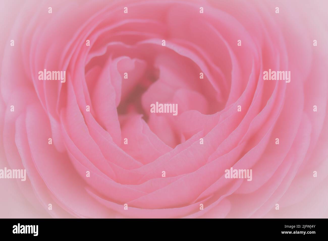 Pink ranunculus flowers on light pink background. soft filter Stock ...