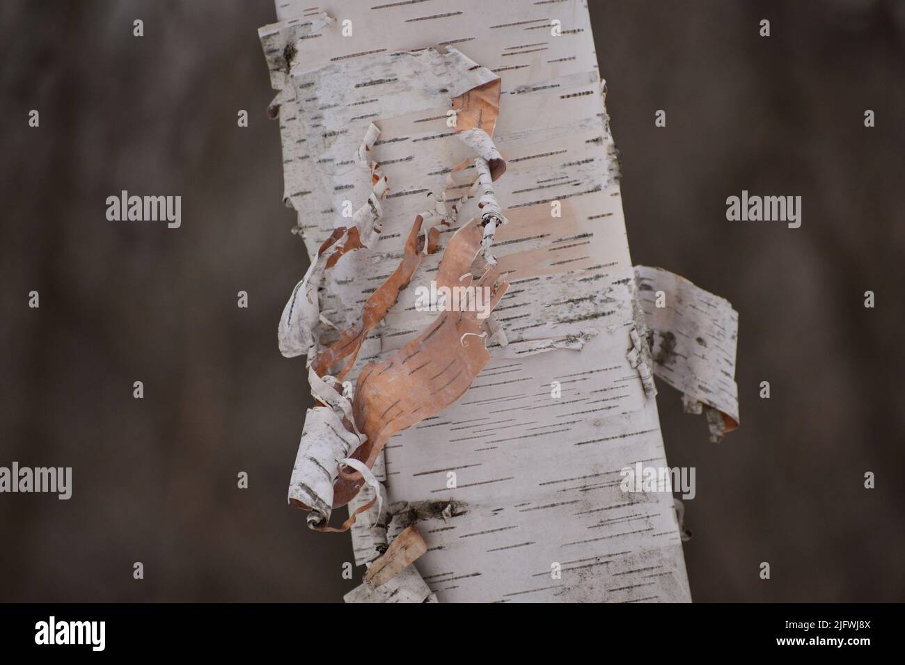 A beautiful leaning birch tree with coconut salt white and antique ...