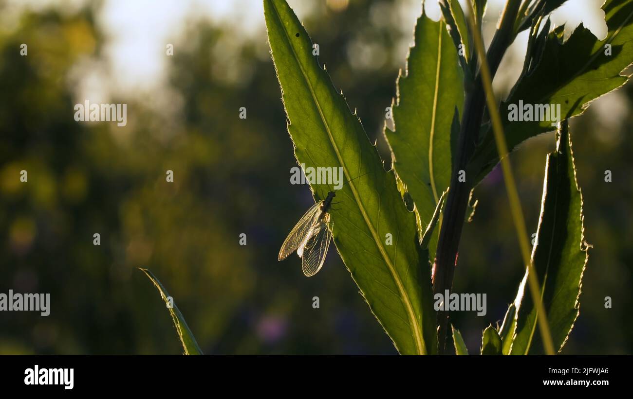 Green thin grass.Creative. A small insect with transparent wings ...