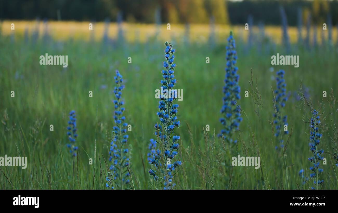 Beautiful bluebells growing in green meadow. Creative. Beautiful long ...