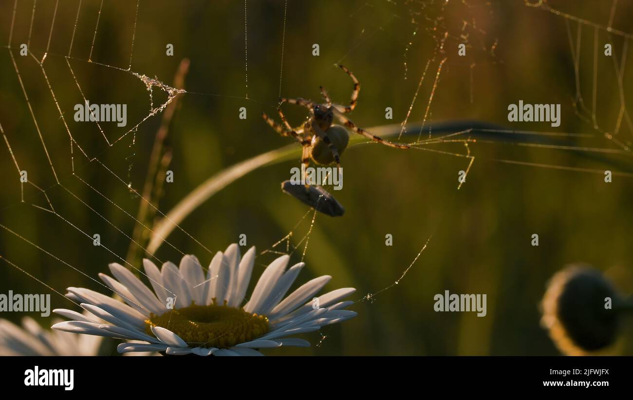 Thin spider web.Creative.Landscape with green grass where you can see ...
