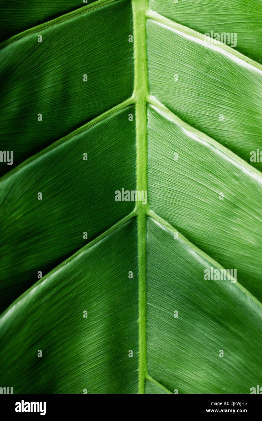 Extremely close up photo of plant leaf for your backgrounds.Macro ...