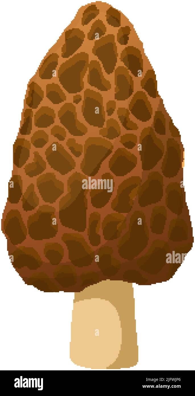 Morchella cartoon Stock Vector Images - Alamy