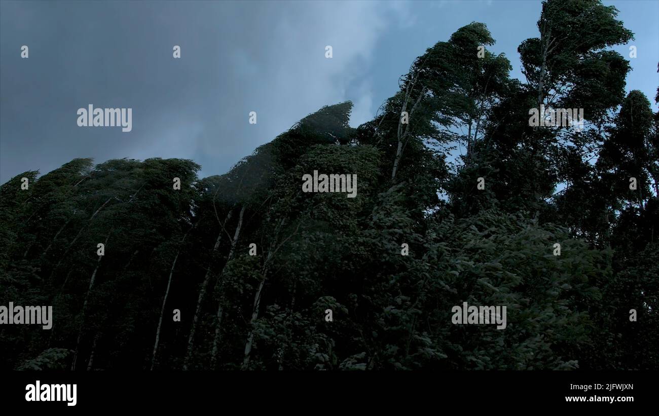 Forest in windy and cloudy weather in summer. Creative. Green forest ...