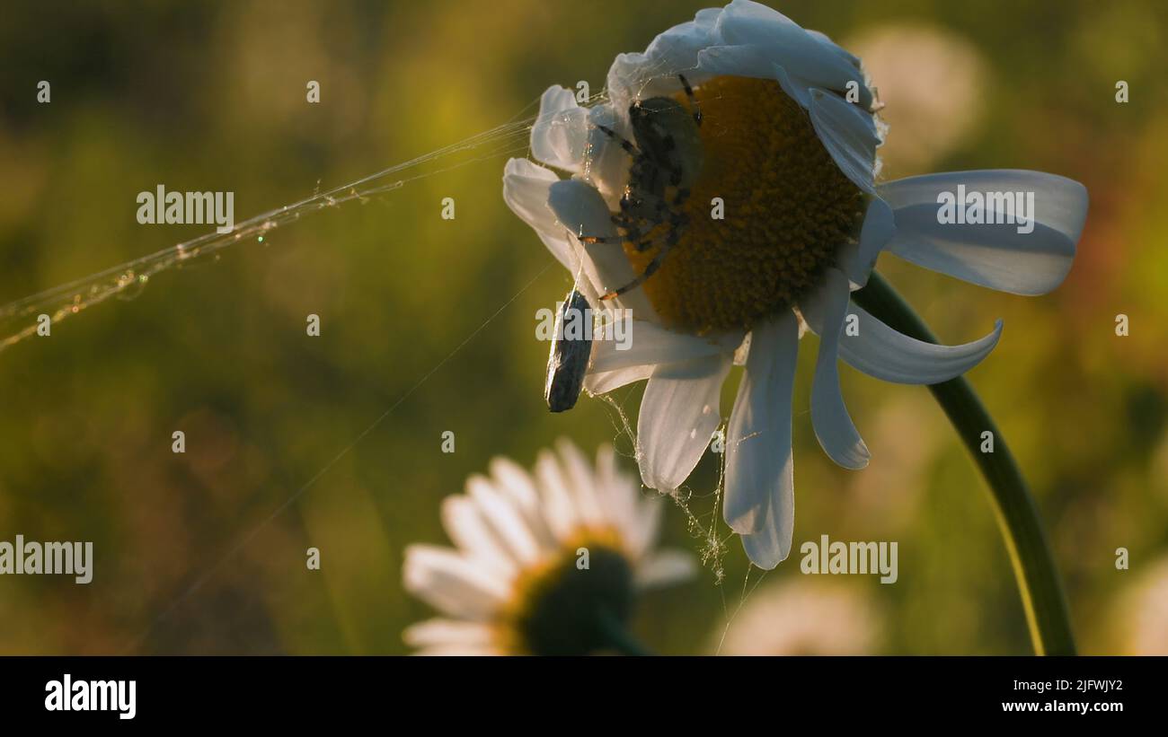A long cobweb on a set flowers.Creative.Macro photography of nature on ...