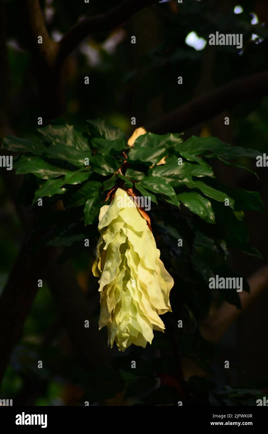 Maniltoa grandiflora hi-res stock photography and images - Alamy