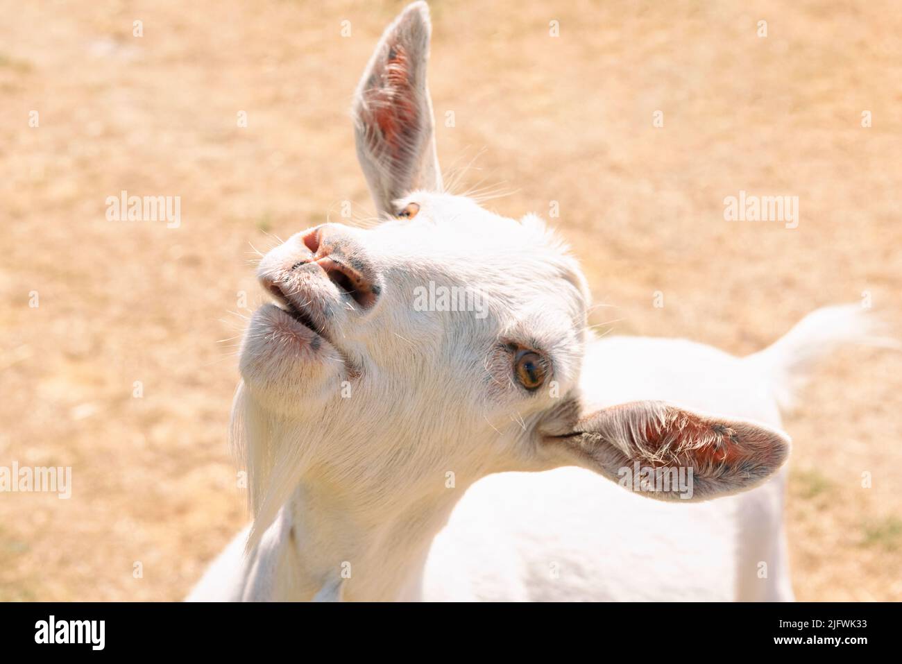 Cute goat face hi-res stock photography and images - Alamy