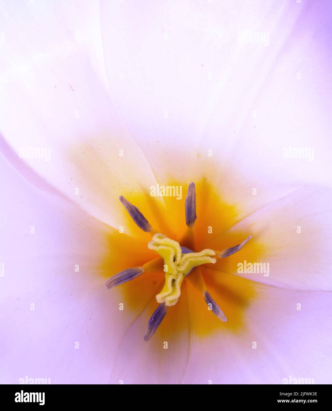 Closeup of the inside of an open garden tulip. Colours of the flowers ...
