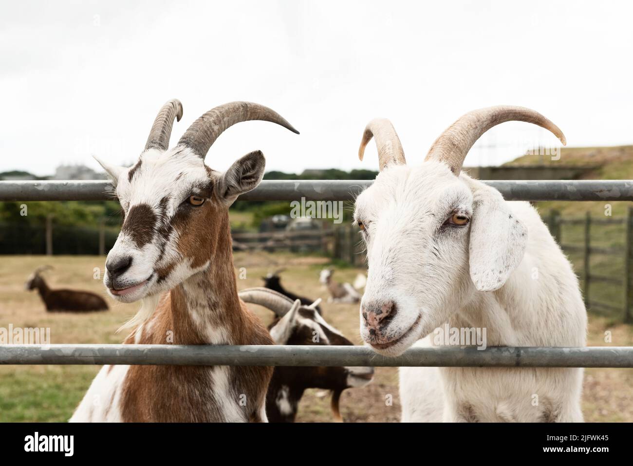 Two friendly goats hi-res stock photography and images - Alamy