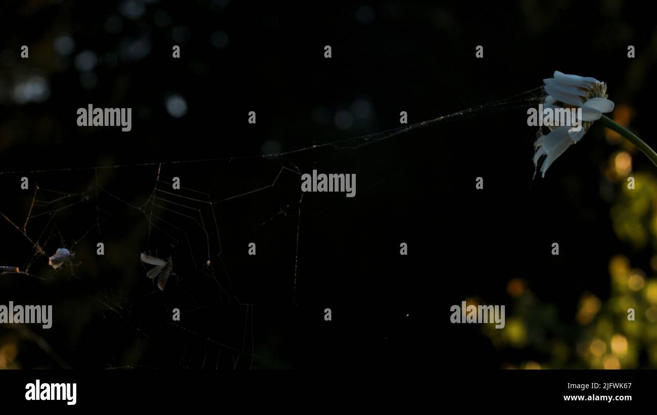 Thin spider web.Creative.Landscape with green grass where you can see ...