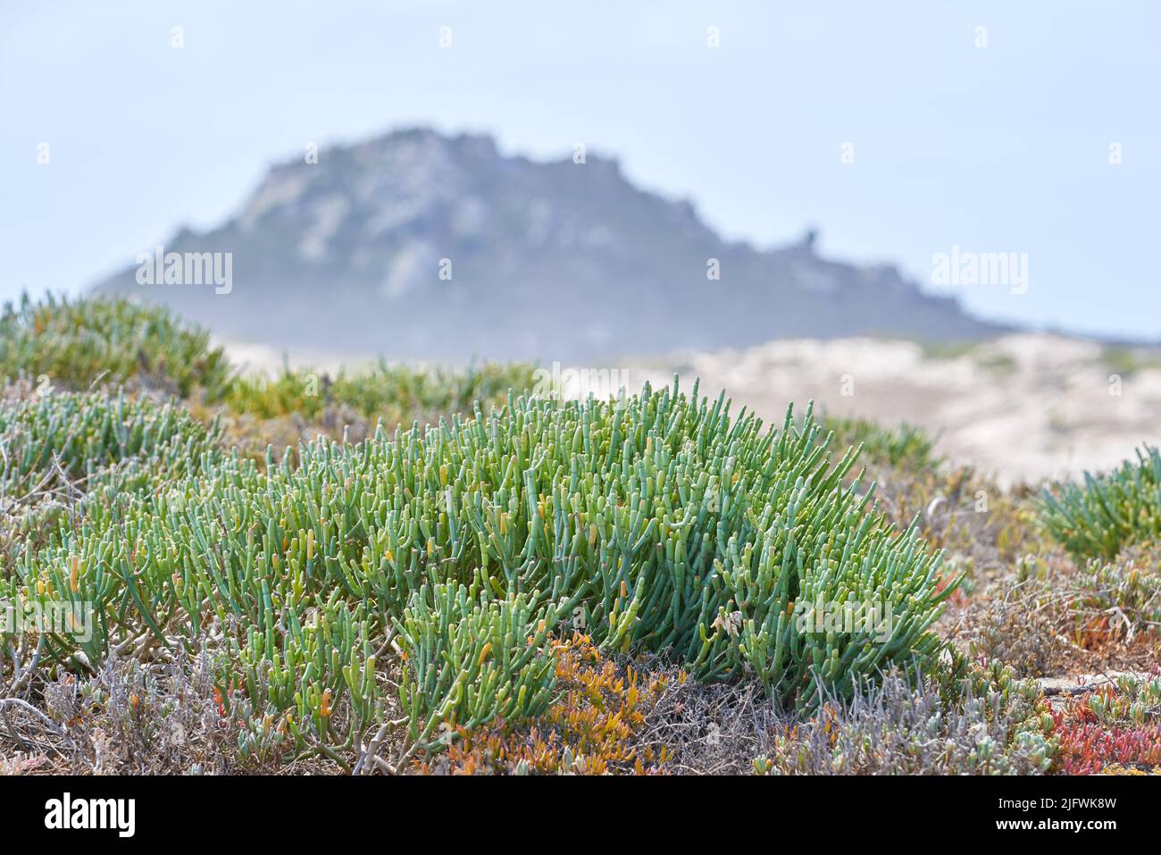 Fynbos nature reserve in the background hi-res stock photography and ...