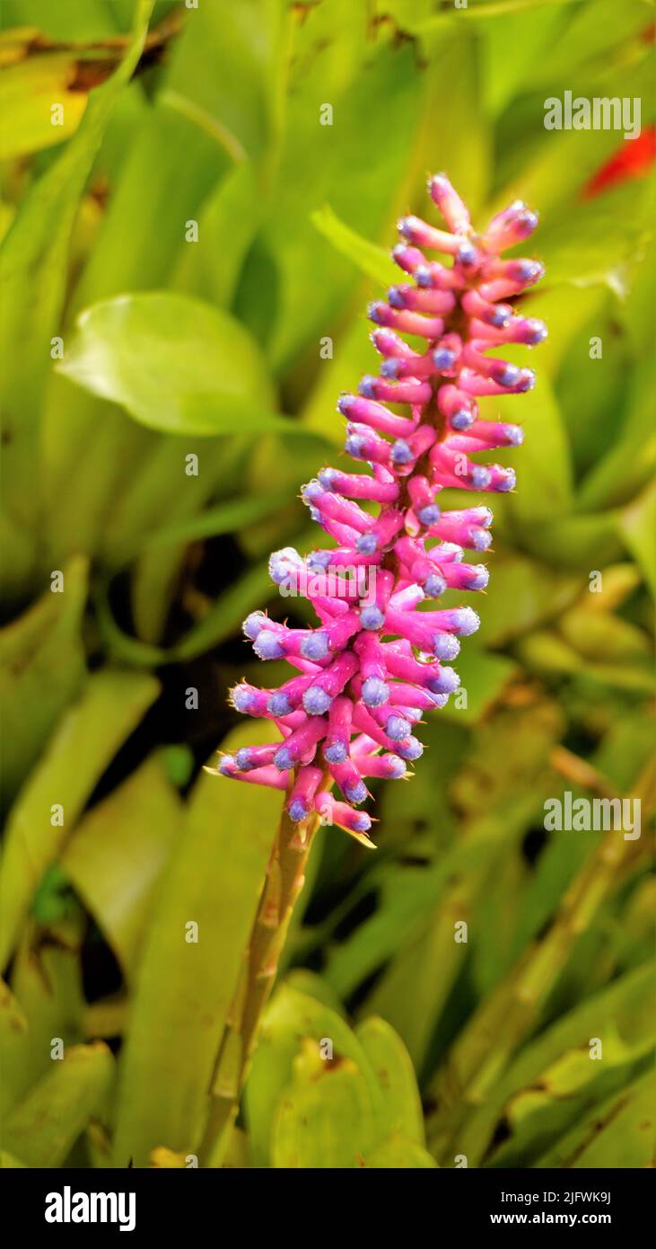 Beautiful closeup of flower from plant Aechmea gamosepala also known as ...