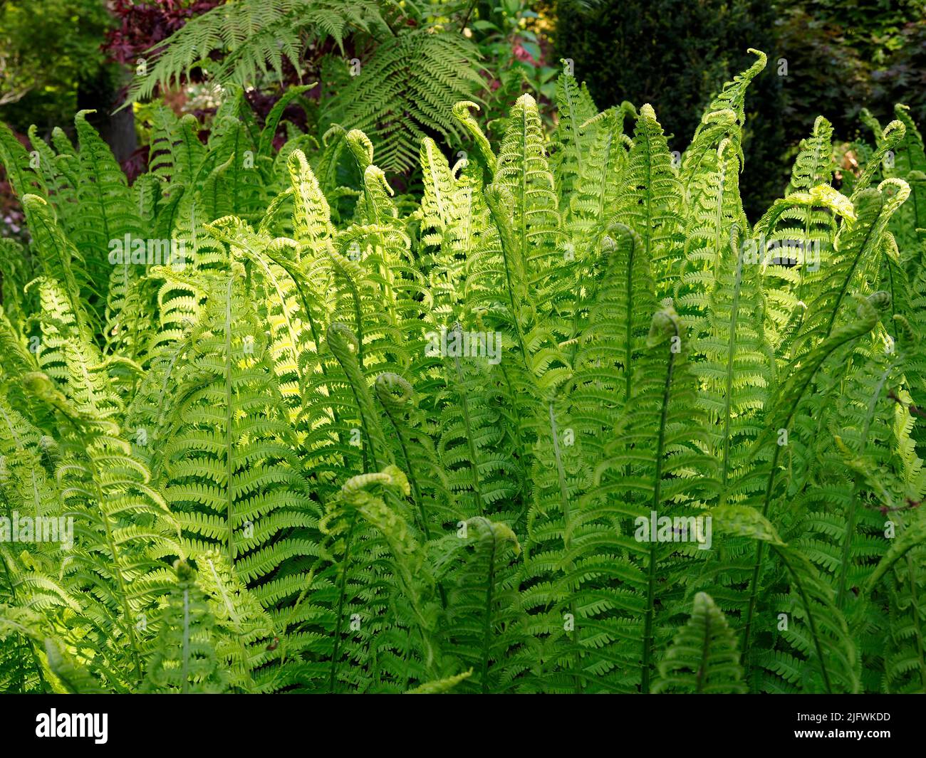 Lady fern athyrium filix femina hi-res stock photography and images - Alamy