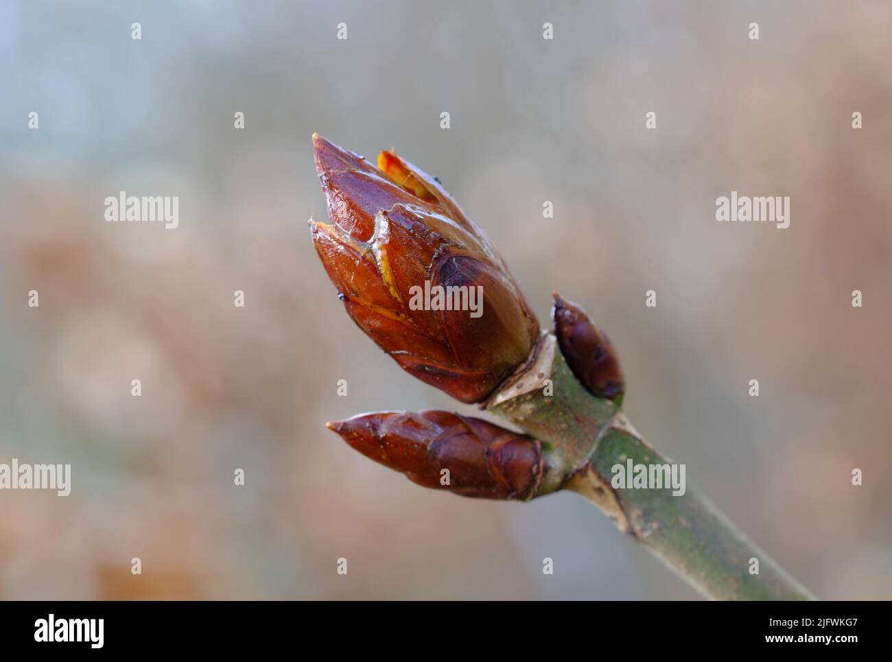 Closeup of a Horse Chestnut plant growing in a forest with a blurred ...