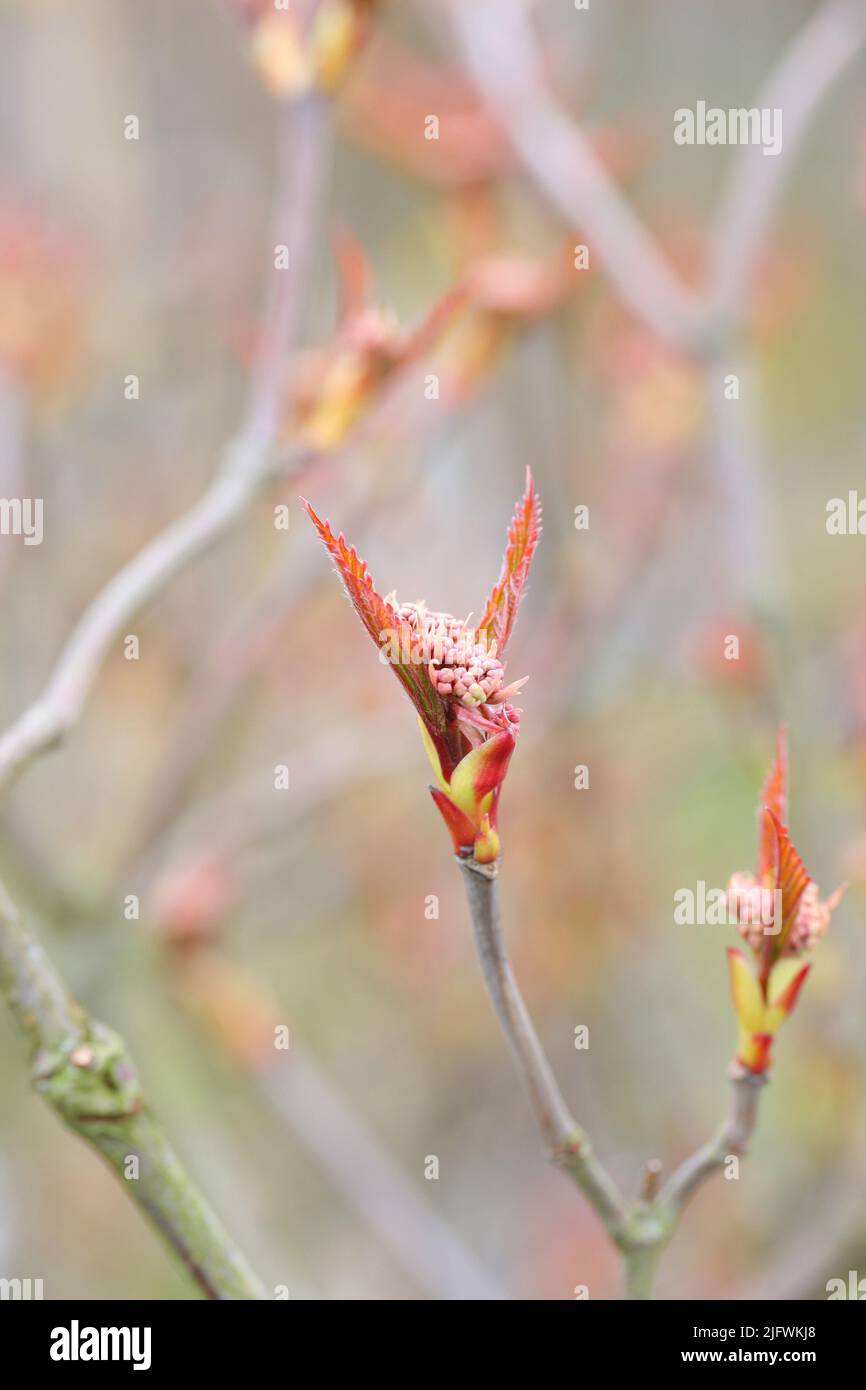 Closeup of leaves on a Highbush cranberry shrub with copyspace. Zoom on ...