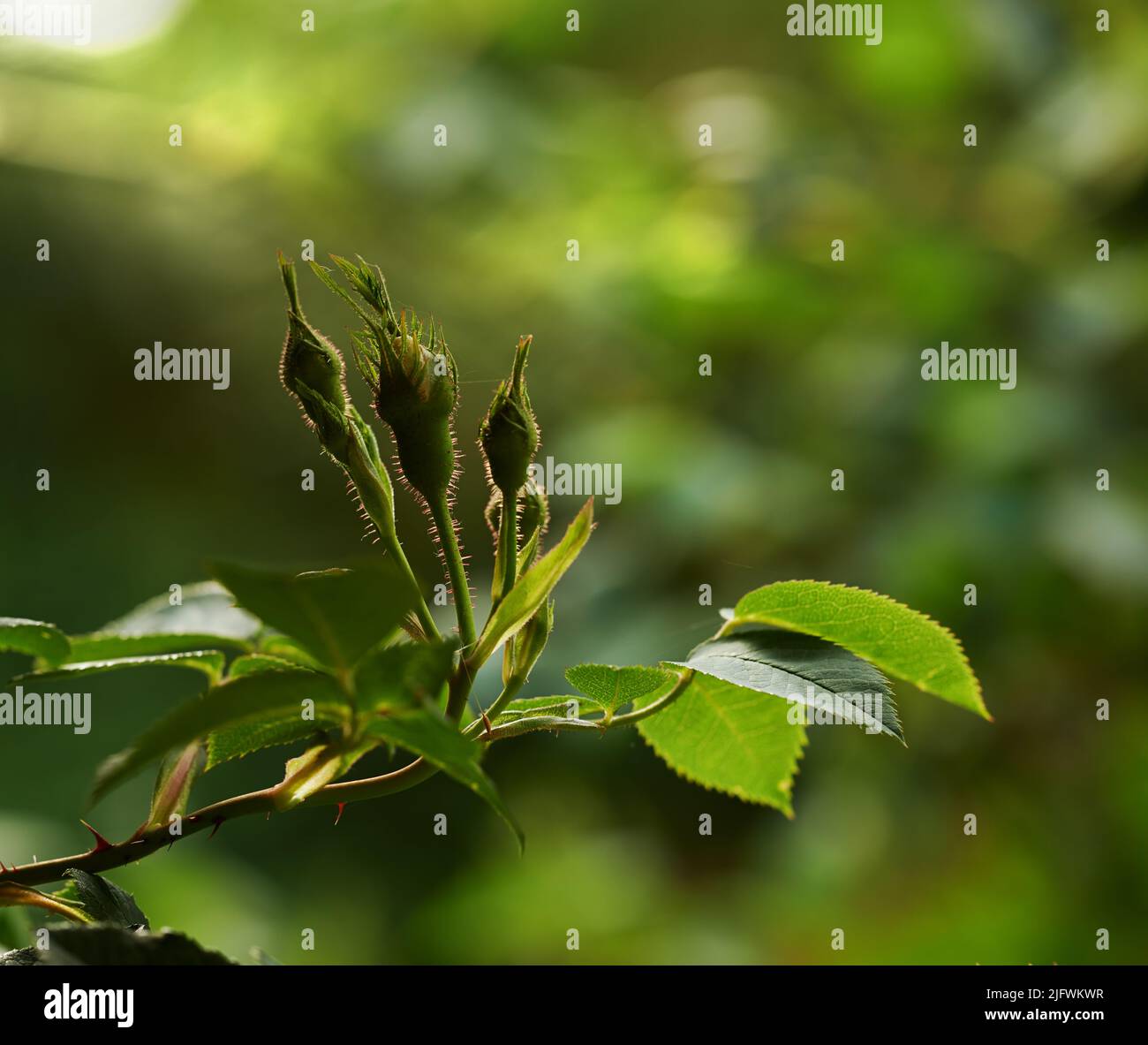 Zoom rose hi-res stock photography and images - Alamy