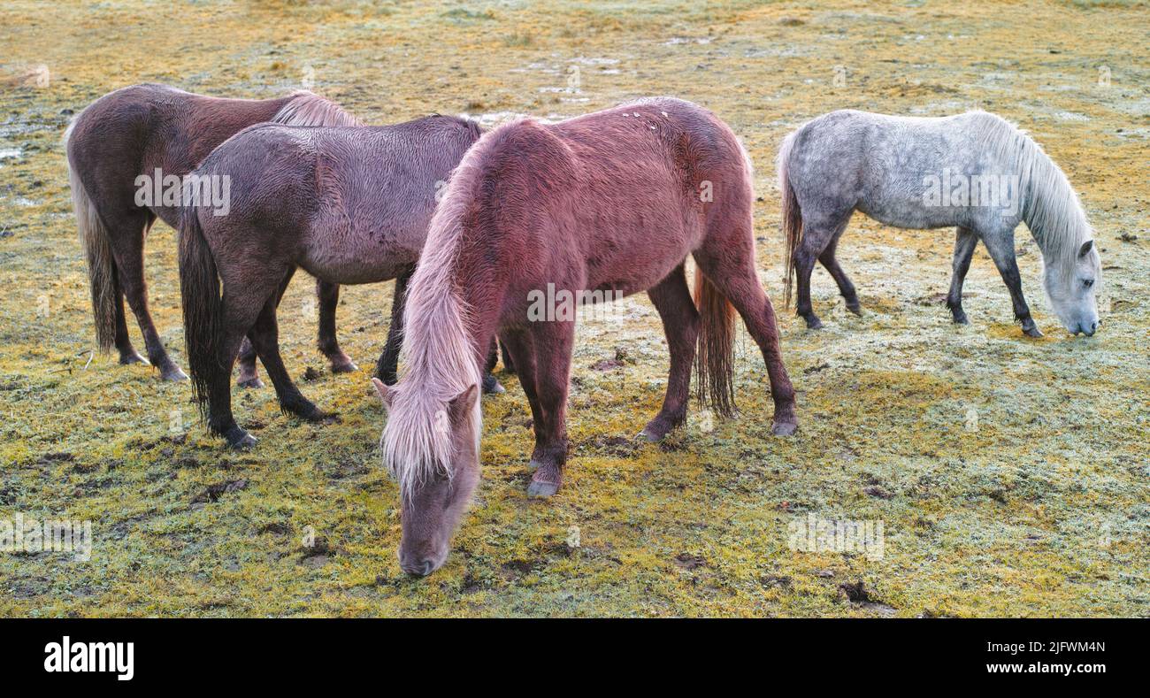 Relaxed animals hi-res stock photography and images - Alamy
