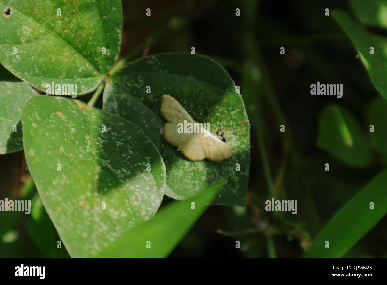 Creamy color hairy moth hi-res stock photography and images - Alamy