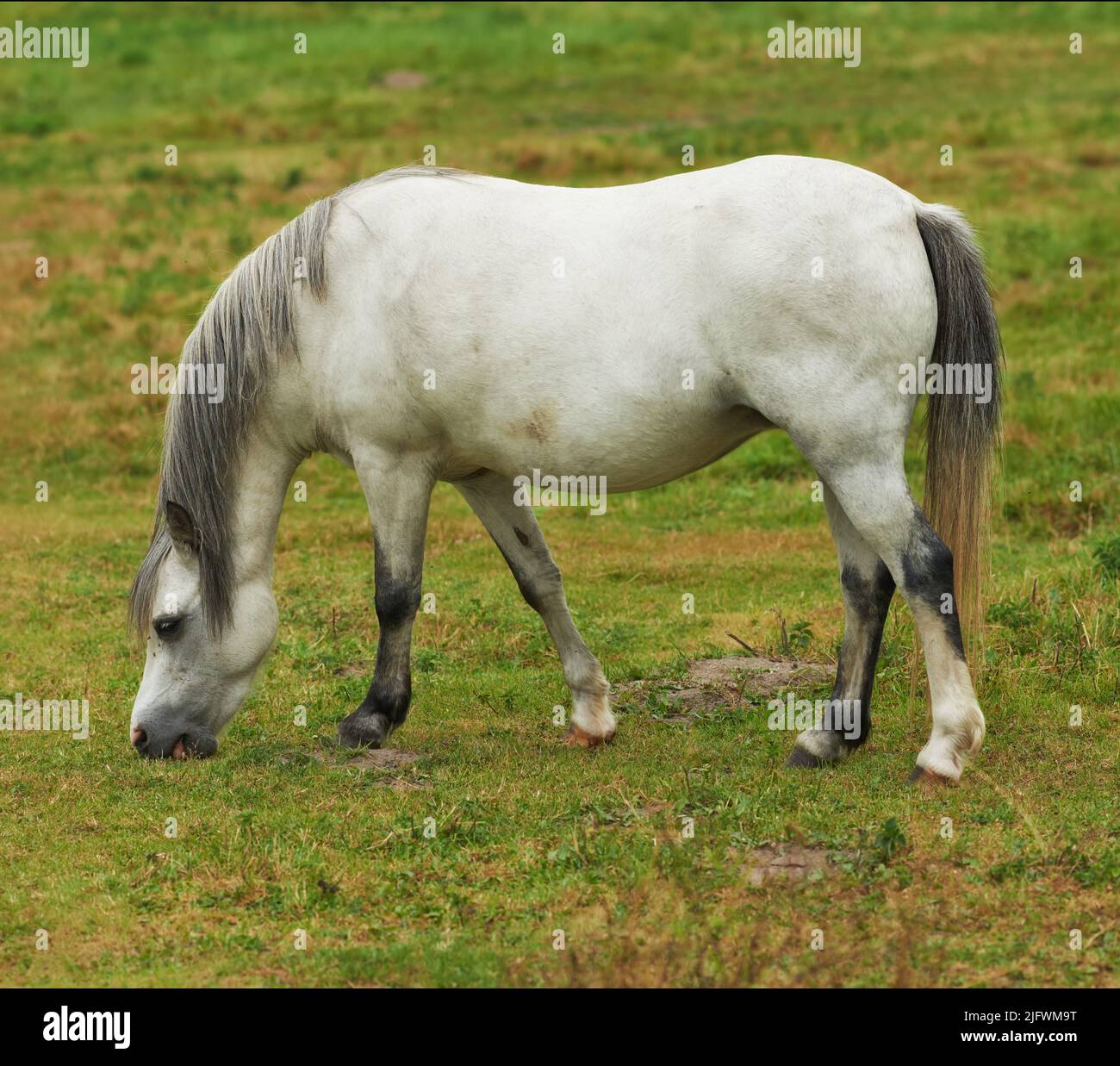 Day roaming hi-res stock photography and images - Alamy