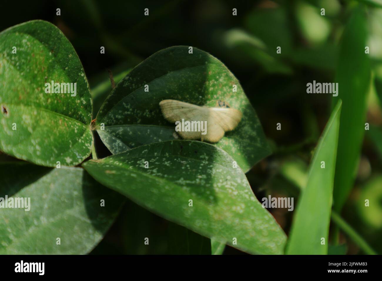 Overhead view of a hairy cream color moth on the surface of a wild ...