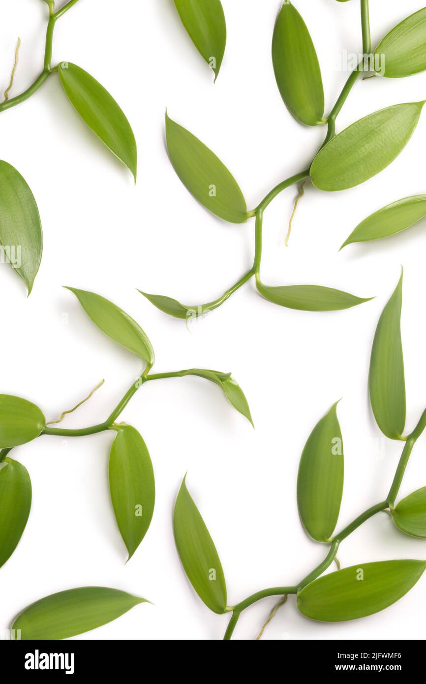 pattern of vanilla orchid flowering plant, also known as flat leaved ...