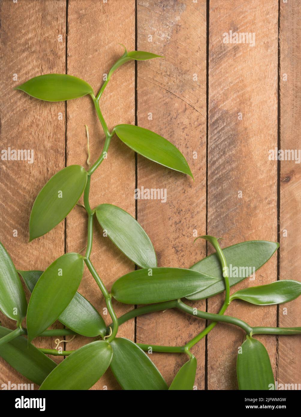 vanilla orchid flowering plant climbing on a wooden surface, also known ...