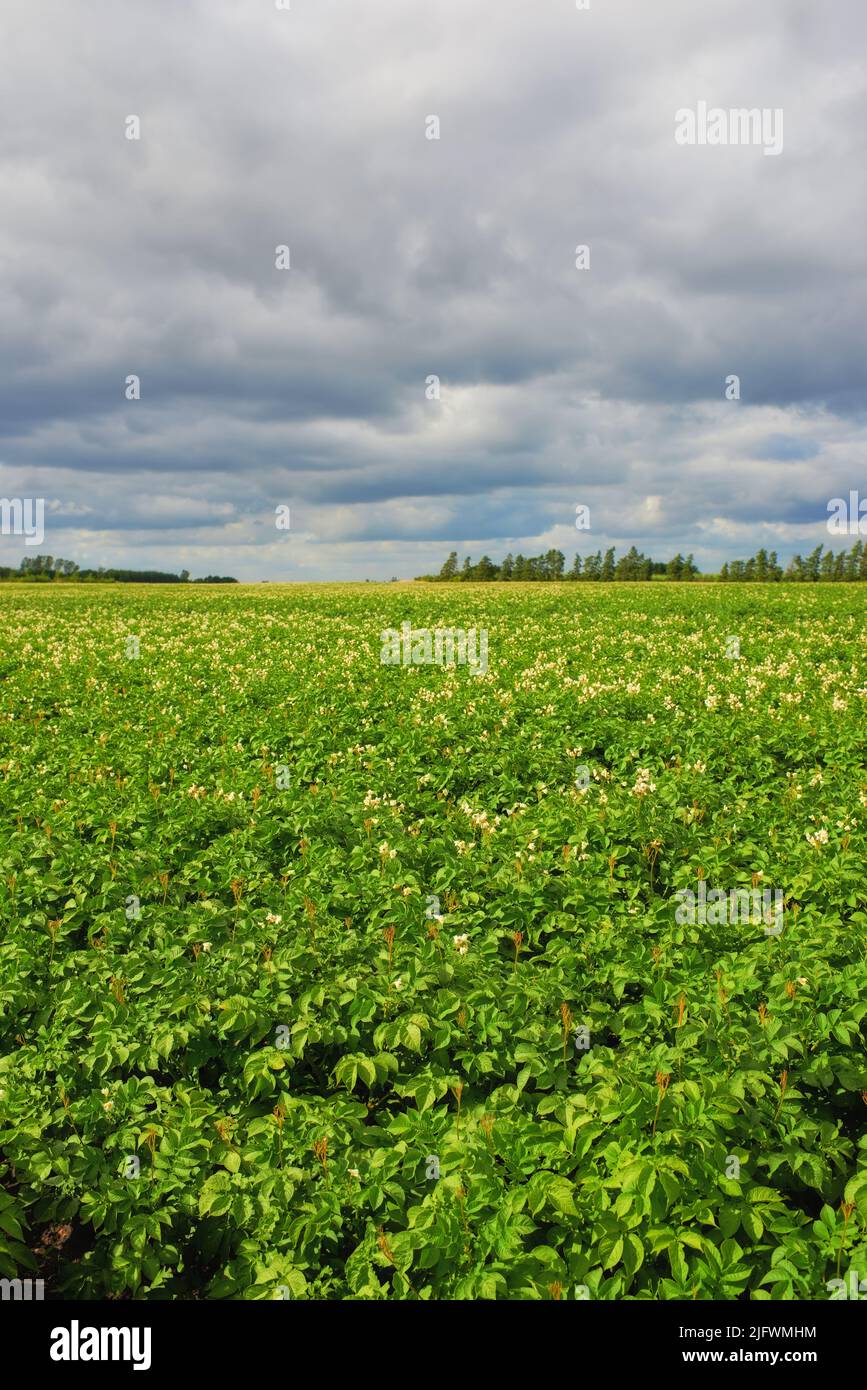 Open sky landscape hi-res stock photography and images - Alamy